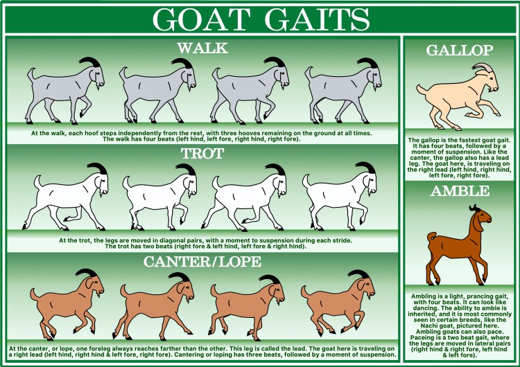 Charts and Diagrams – AWSGA